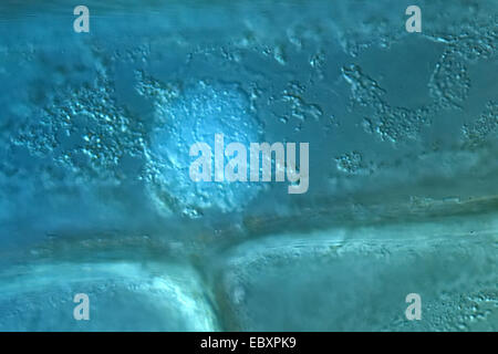 Cell wall, nucleus, and organelles of onion bulb scale epidermis cells ...
