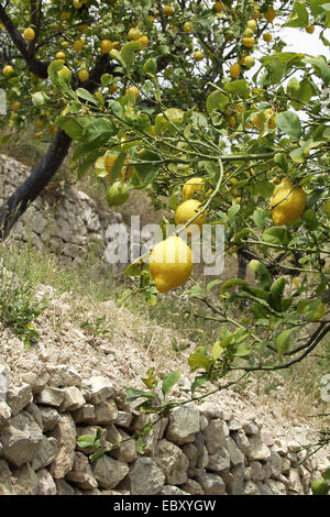 Many lemons (Citrus limon) hanging on a lemon tree, Crete, Greece Stock ...