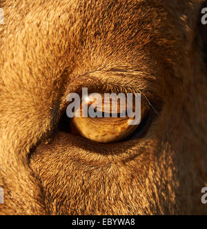 Closeup of a sheep eye Stock Photo - Alamy