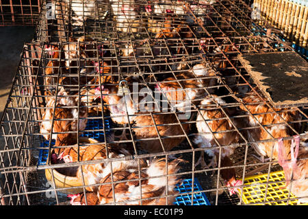 Live Chickens in Cages at Poultry Shop at Local Market in China Stock ...