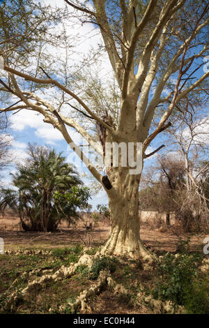 Fever tree or Acacia (Acacia xanthophloea), Kruger National Park, South ...
