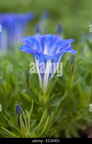 Bright blue flowers of the compact gentian, Gentiana sino-ornata 'Blue ...