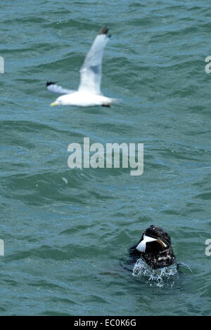The Common Seal (Phoca vitulina) feeds on fish and crustaceans. This ...