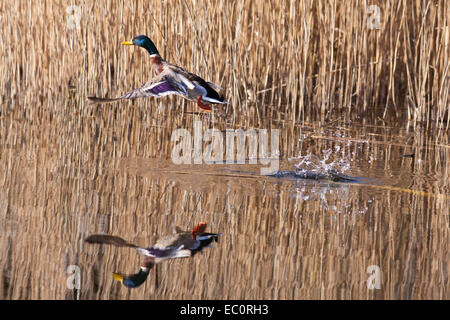 Colorful duck pond Stock Photo - Alamy
