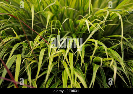 Close up of Hakonechloa macra grass in amongst mixed planting a raised ...