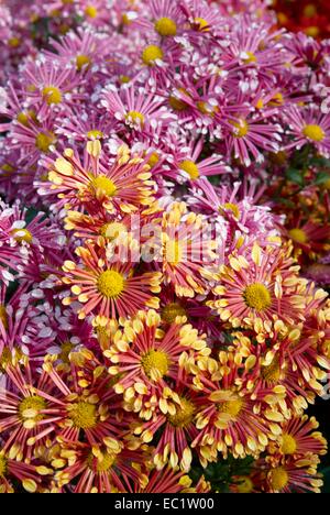 Field of two colors chrysanthemums Stock Photo - Alamy