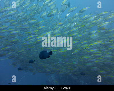 Yellow Stripe Trevally Fish, Koh Tao, Thailand Stock Photo - Alamy