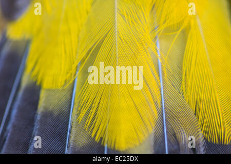 feather of Black-headed Bulbul, Pycnonotus atriceps close up Stock ...