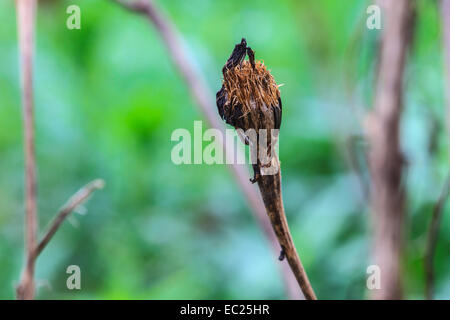 Dry Marigold flowers on tree, summer in garden Thailand Stock Photo - Alamy