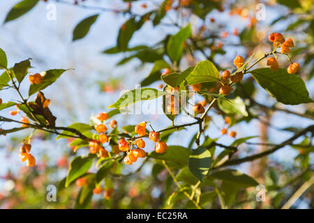 Euonymus myrianthus. Evergreen Spindle Tree seed pods and seeds in ...