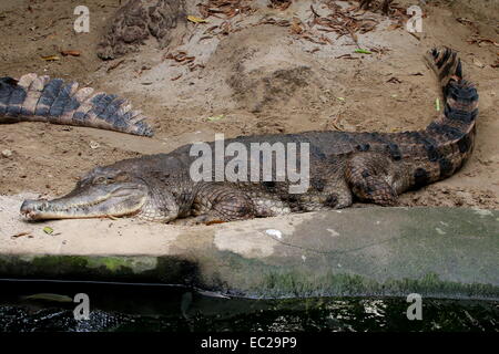 Central African slender-snouted Crocodile (Mecistops leptorhynchus ...
