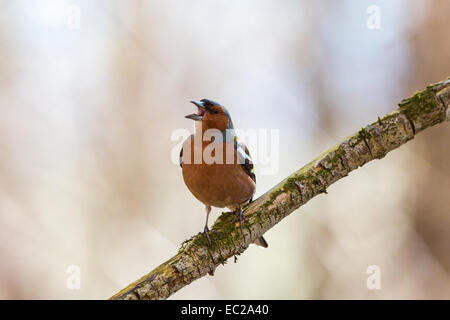 Chaffinch singing from a tree branch Stock Photo - Alamy