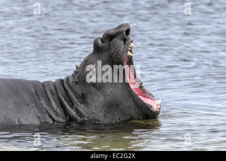 Southern Elephant Seal growling Stock Photo - Alamy