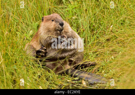 An beaver sitting on his rear end scratching and rubbing his fur Stock ...
