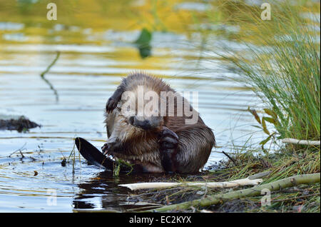 An beaver sitting on his rear end scratching and rubbing his fur Stock ...