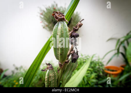 Flor del Espiritu Santo - Holy Ghost Orchid - Peristeria elata. This ...