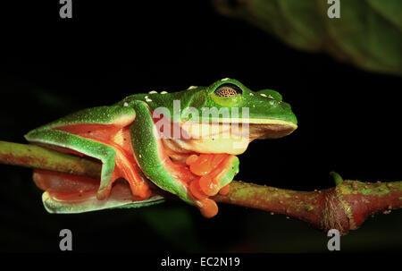 A Morelet's tree frog (Agalychnis moreletii) sleeps on a leaf in the ...