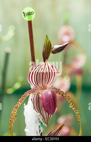 Lady Isabel Orchid (Paphiopedilum Stock Photo - Alamy