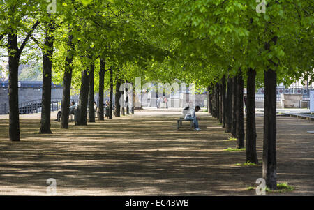 berlin linden tree under Stock Photo: 114879175 - Alamy