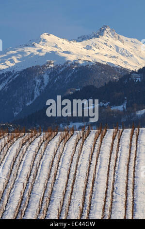Vineyard during winter in front of the snow covered mountains of the ...