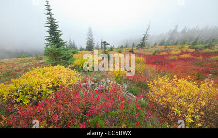 Fall Colors Along the Juniper Ridge Trail, Washington, USA Stock Photo ...