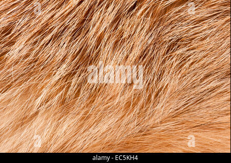 Red fox rusty fur texture cloth Stock Photo - Alamy