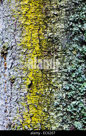 Gold Dust Lichens Chrysothrix candelaris Stock Photo - Alamy