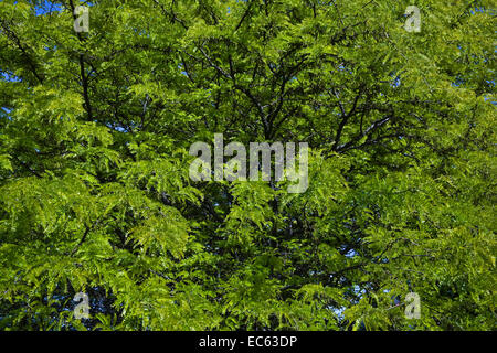 Weeping ash tree, Fraxinus excelsior 'pendula' Stock Photo: 40241022 ...