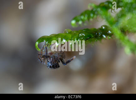 jumping spider neon reticulatus Stock Photo - Alamy