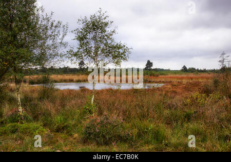 Skipwith Common, North Yorkshire, England UK Stock Photo - Alamy