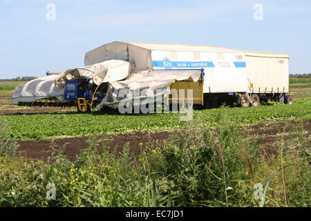 G's Growers lettuce picking machine Stock Photo - Alamy