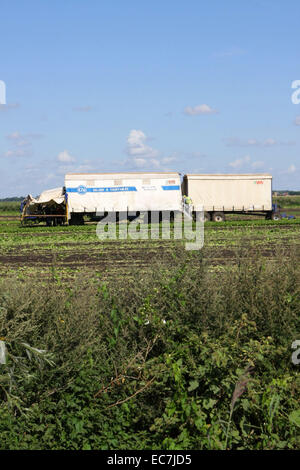 G's Growers lettuce picking machine Stock Photo - Alamy