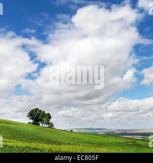 Vineyard landscape, Montagne de Reims, France Stock Photo - Alamy