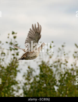 Flying Sharptailed Grouse Stock Photo - Alamy