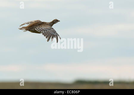 Flying Sharptailed Grouse Stock Photo - Alamy