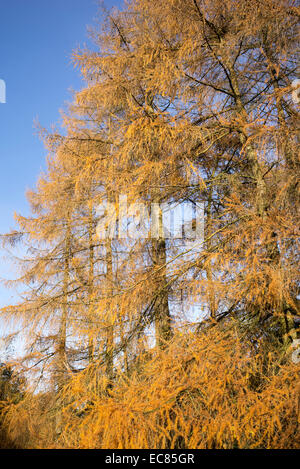 Deciduous larch trees glow yellow among green evergreen fir trees in a ...
