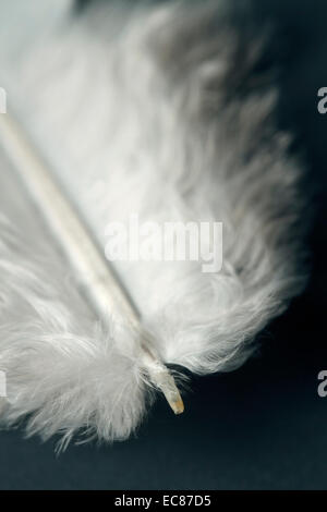 close up image of feather shot in detail Stock Photo - Alamy