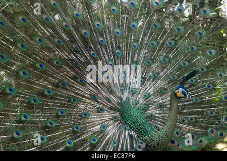 Java green Peafowl (Pavo muticus), Bali Bird Park, Indonesia Stock ...