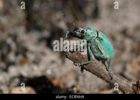 A Blue-green Citrus Root Weevil (Pachnaeus litus) perches on a leaf ...