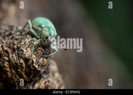 Tiny turquoise insect Blue bug beetle shiny Iridescent sitting on green ...