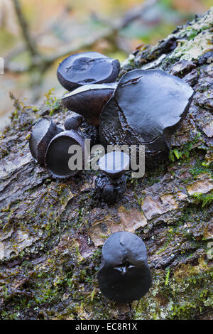 Bulgaria inquinans, Black Bulgar fungus Stock Photo - Alamy