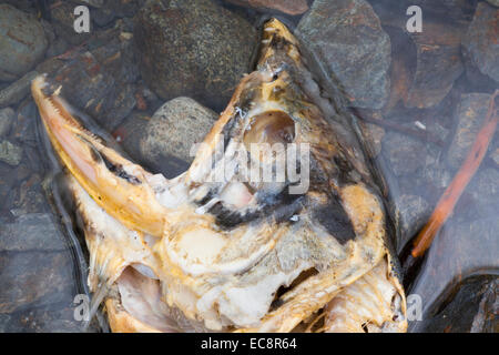 Dead salmon after spawning in the Stave River during the annual Salmon ...