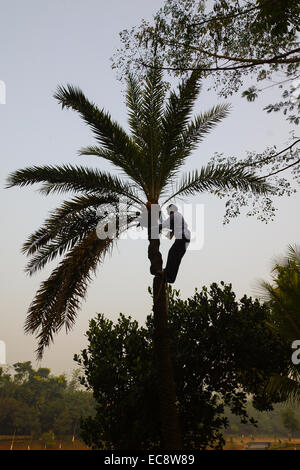 collecting date tree honey Stock Photo - Alamy