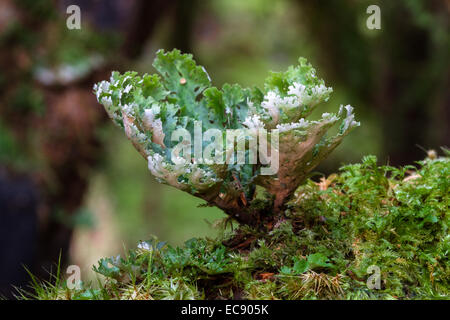 Lichen plant in New Zealand Stock Photo - Alamy