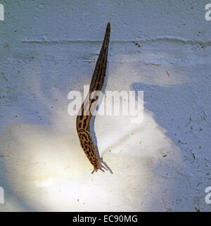 Slug, or land slug - shell-less terrestrial gastropod mollusc Stock ...