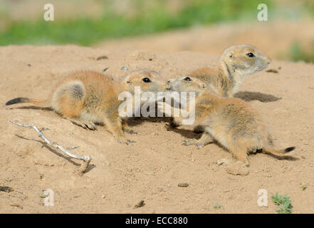 Prairie dogs in the Rocky Mountain Arsenal Colorado Stock Photo - Alamy