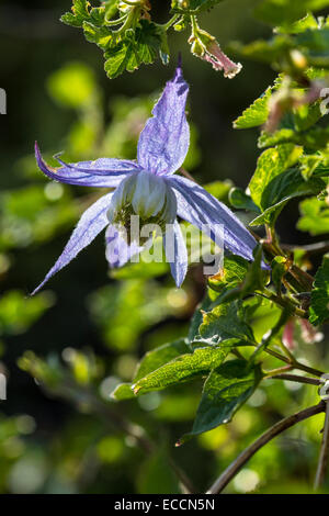 The Blue Clematis (Clematis occidentalis) is a native plant found in ...