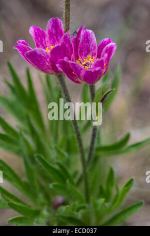 Cutleaf Anemone (Anemone multifida Stock Photo - Alamy