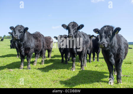 Welsh Black Cattle on Farm in Gower Wales Stock Photo - Alamy