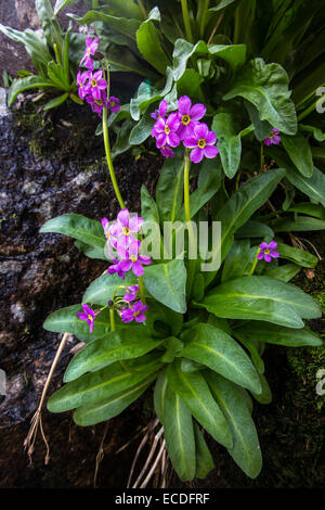 Parry's Primrose (Primula parryi) is a delicate flowering plant native ...